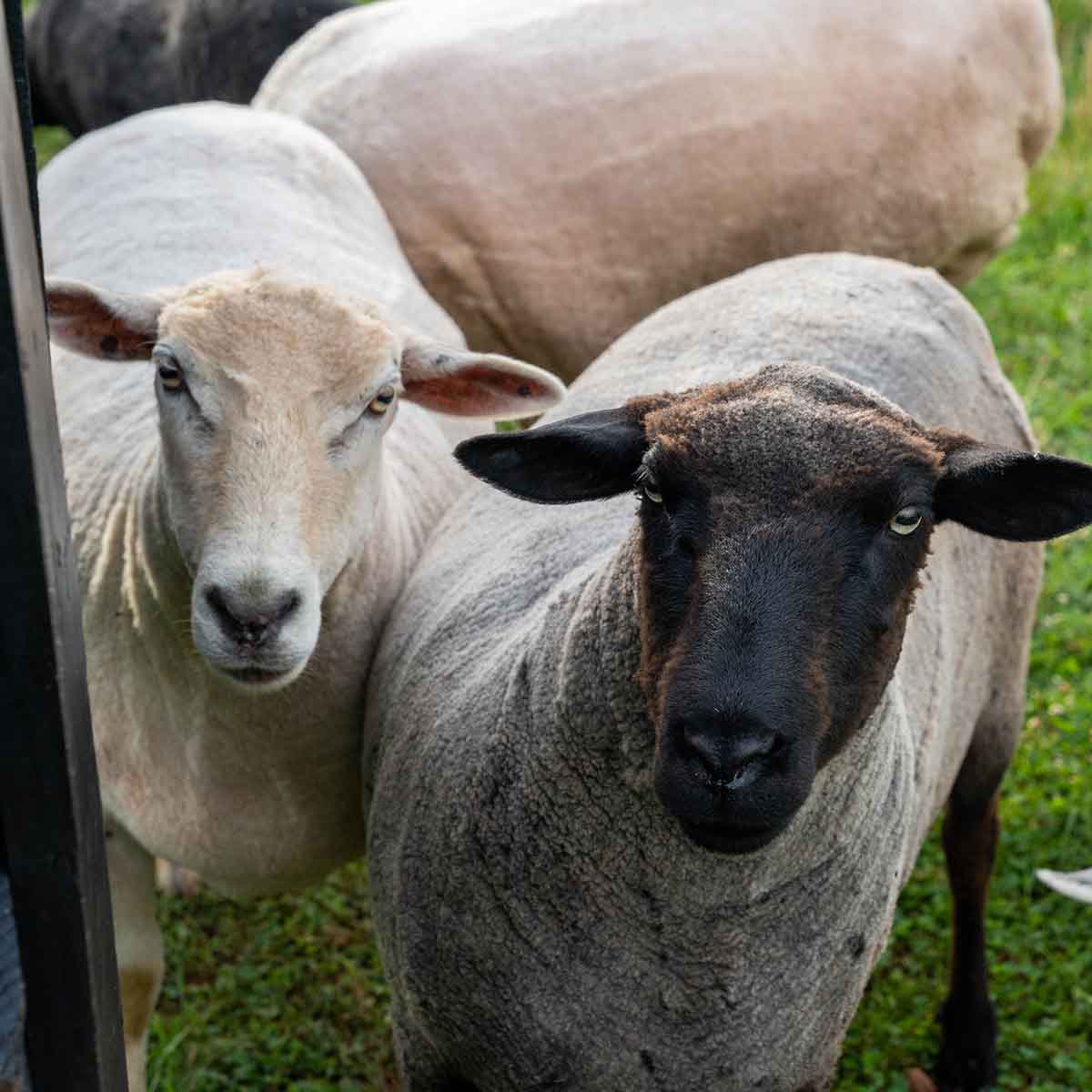 Edgar Allan Poe Speakeasy | Visit LaGrange Georgia